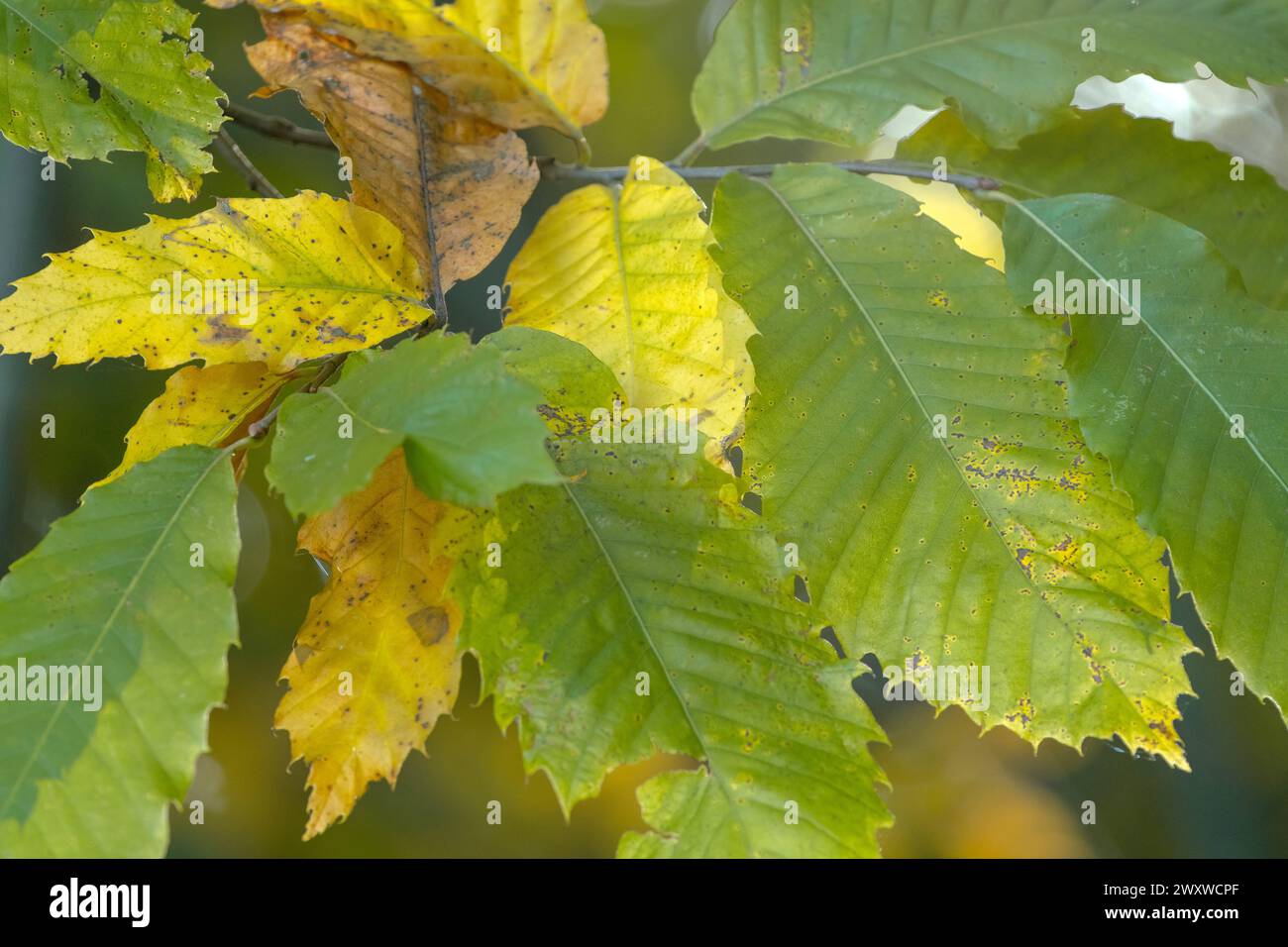 Close up of colour leaves Stock Photo - Alamy