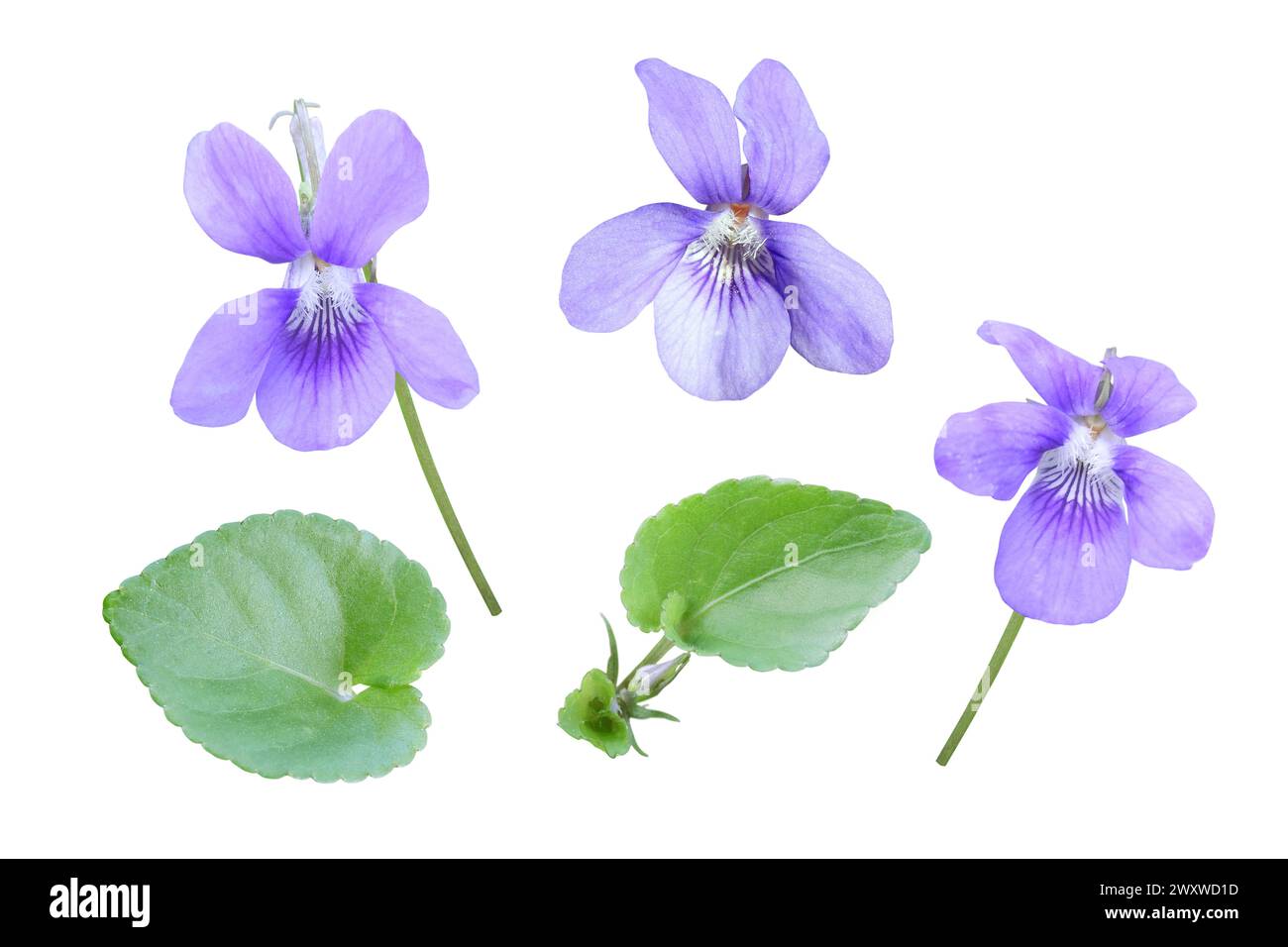 Viola flowers and leaves set isolated on white. Purple blue bloom of ...