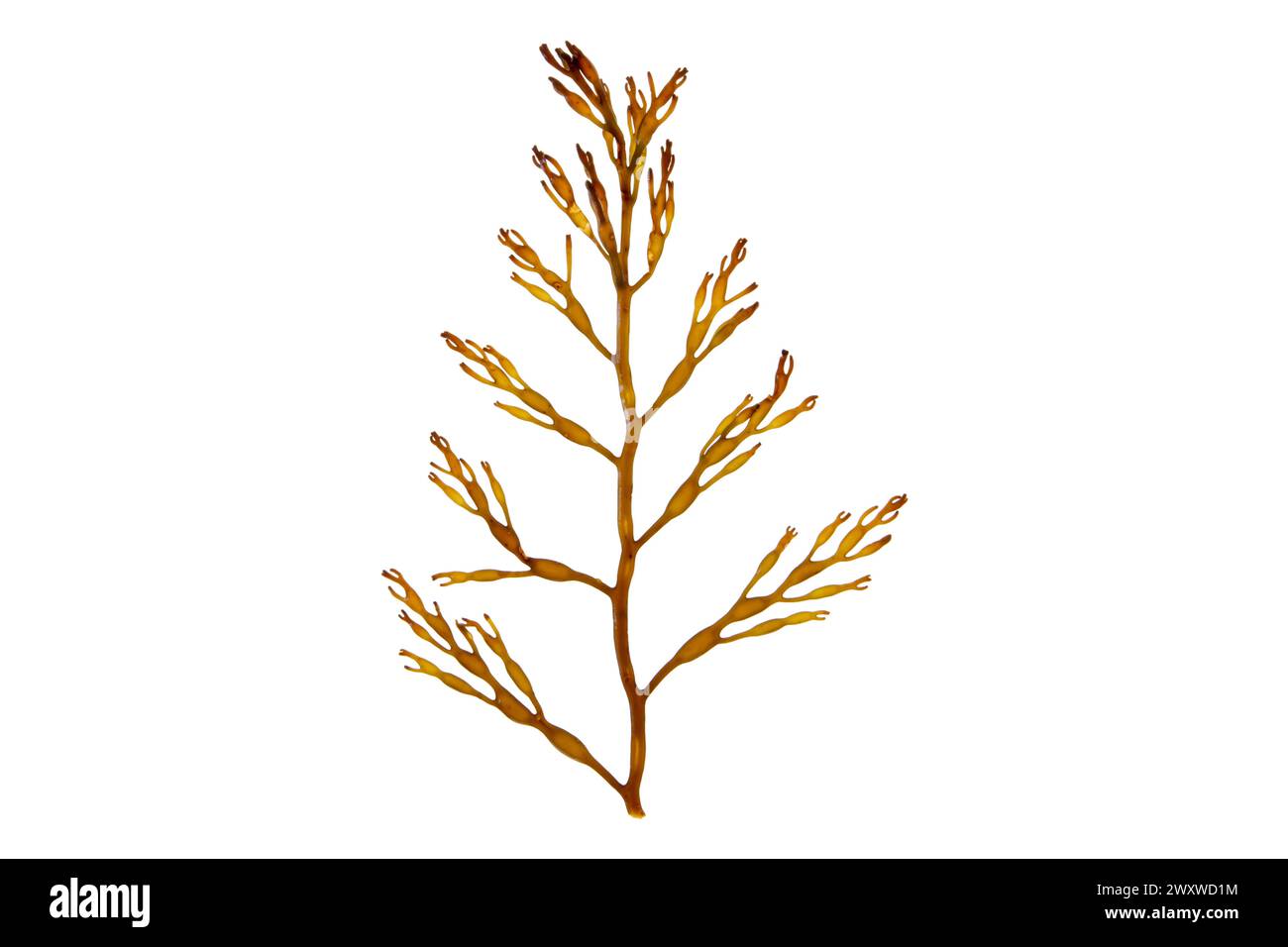 Brown algae frond isolated on white. Branchy seaweed Stock Photo - Alamy