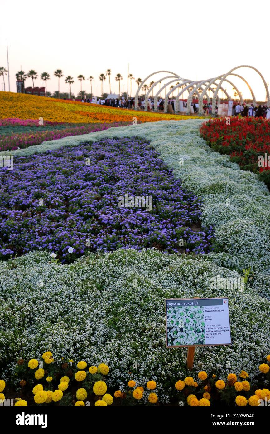 Yanbu, Madinah region, Saudi Arabia. 23 Mars 2019 - Flower festival ...