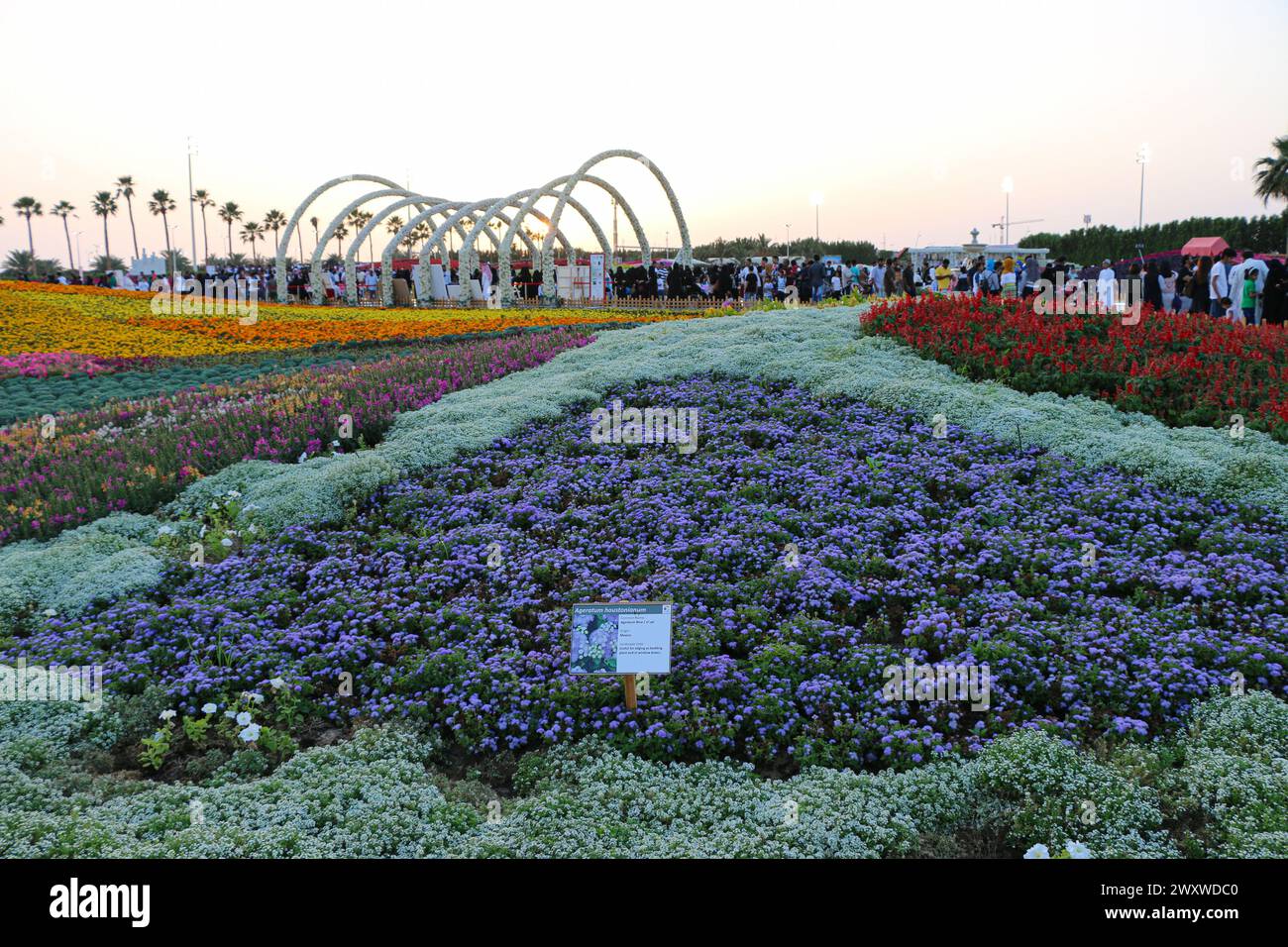 Yanbu, Madinah region, Saudi Arabia. 23 Mars 2019 - Flower festival ...