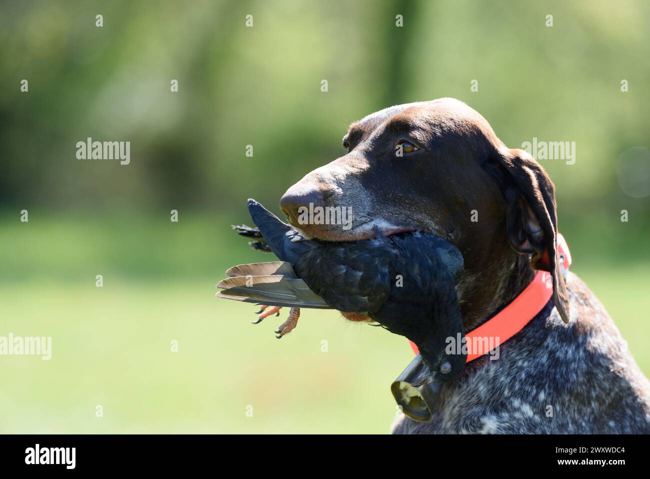 hunting dog holding a woodcock Stock Photo - Alamy