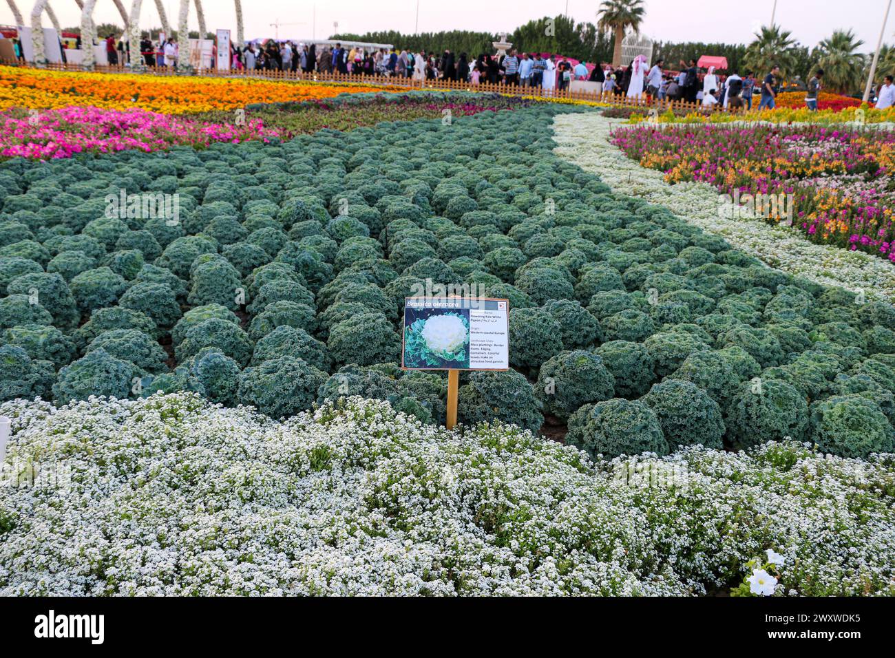 Yanbu, Madinah region, Saudi Arabia. 23 Mars 2019 - Flower festival ...