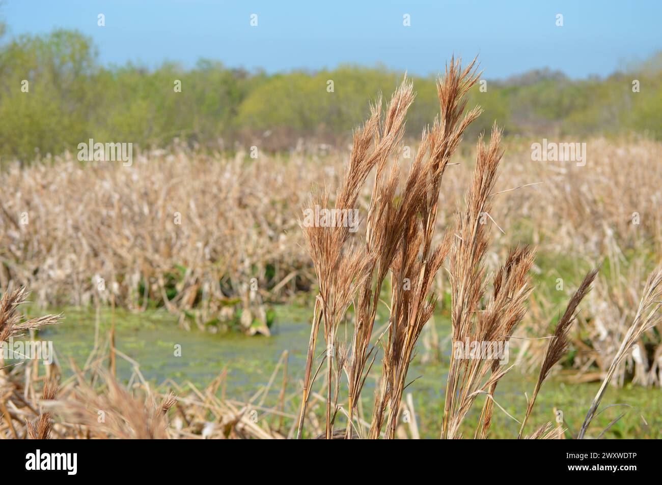 Maiden grass growing in the wild near a pond Stock Photo - Alamy