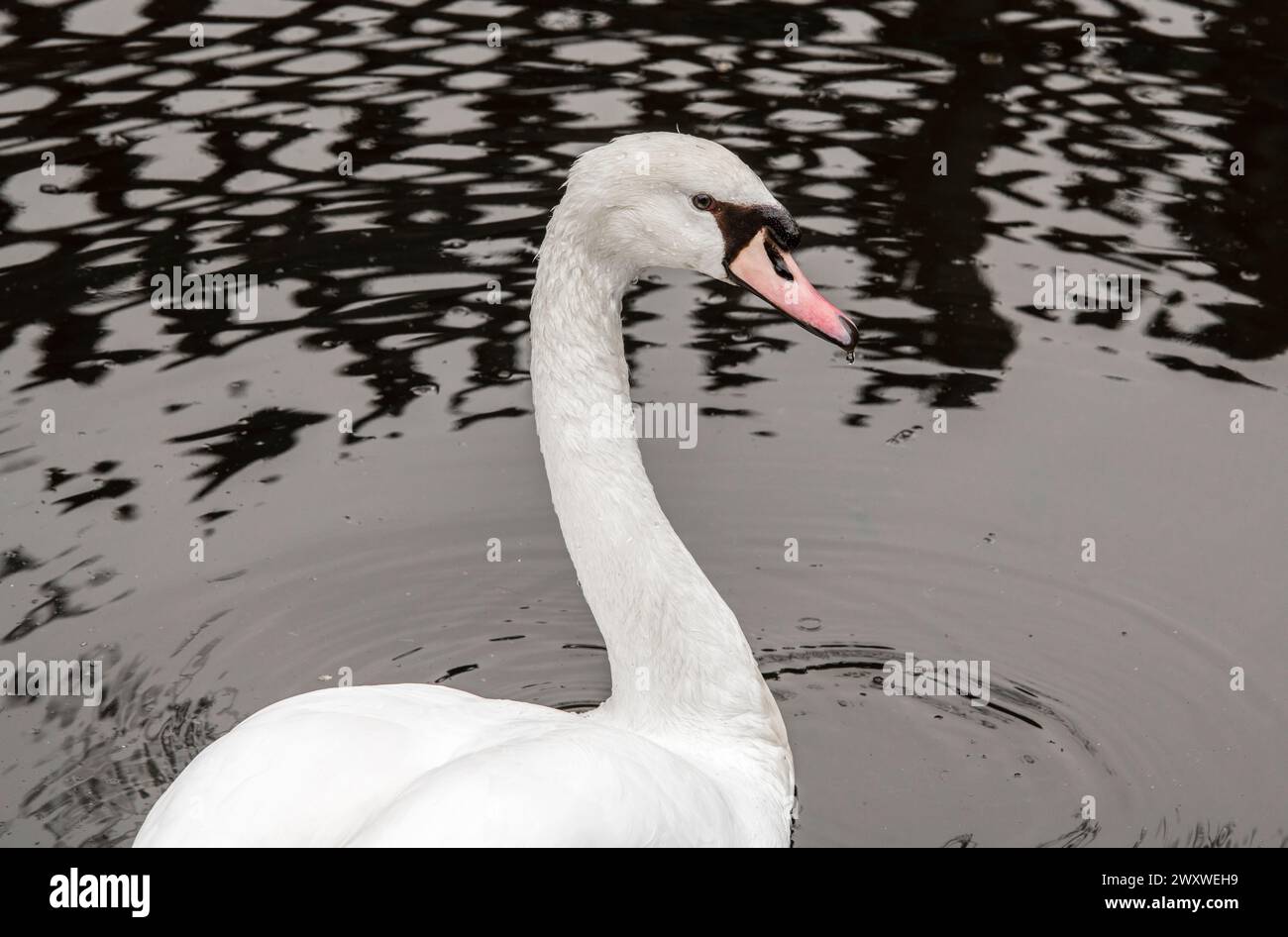 Bird swan birds waves hi-res stock photography and images - Alamy