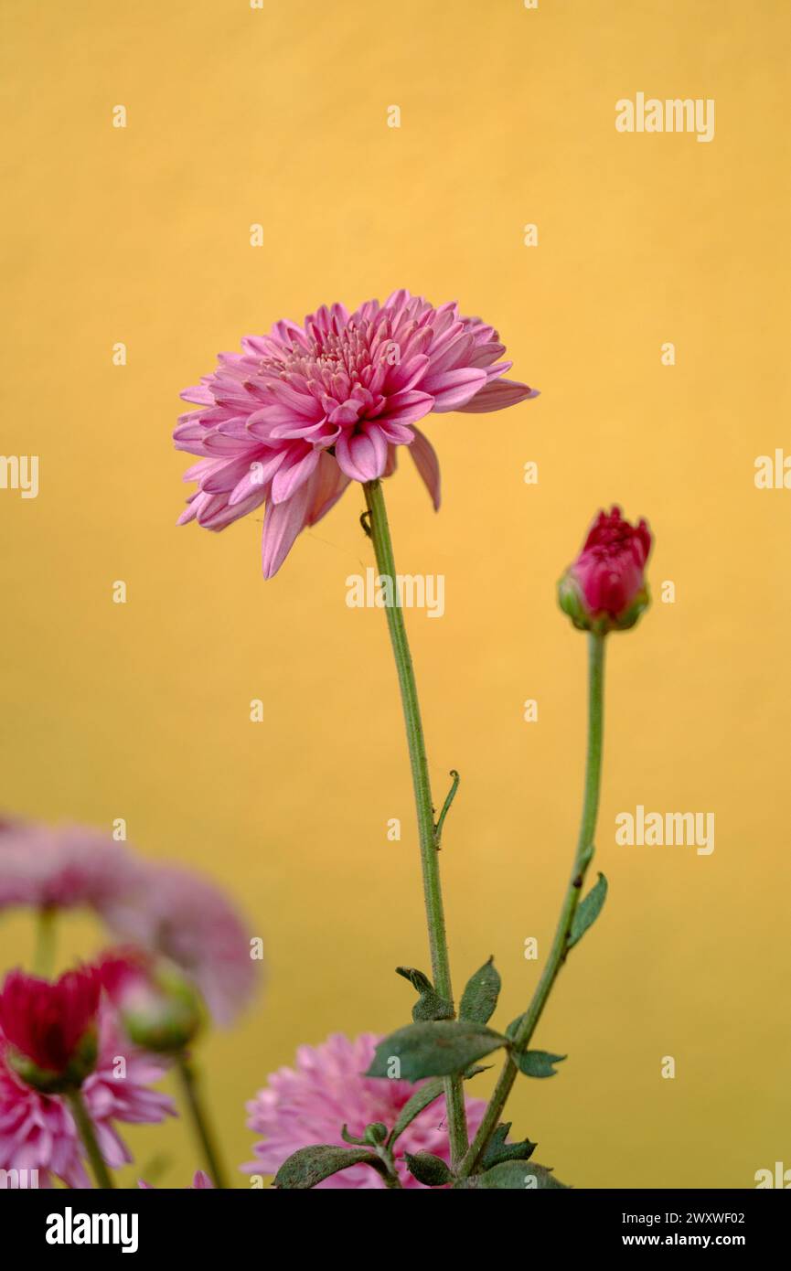 Guldaudi flower hi-res stock photography and images - Alamy