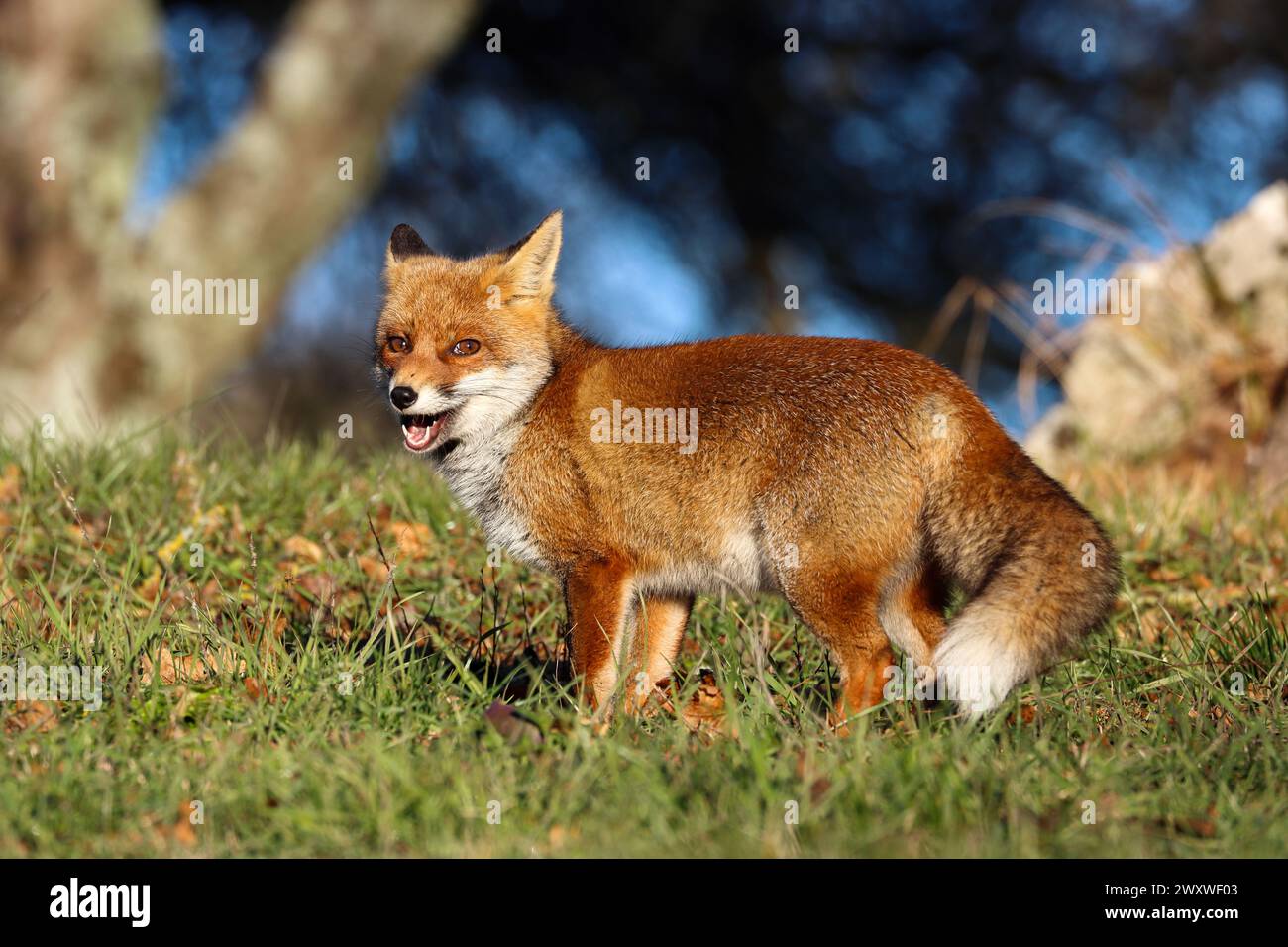 The beauty of the red fox in Italy throughout the seasons Stock Photo ...