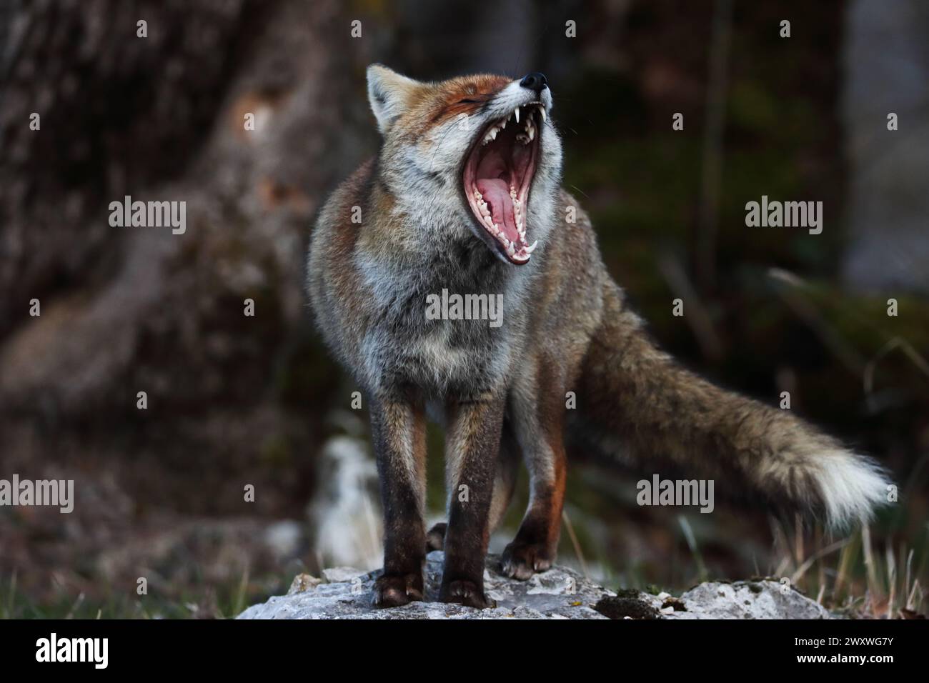 The beauty of the red fox in Italy throughout the seasons Stock Photo ...