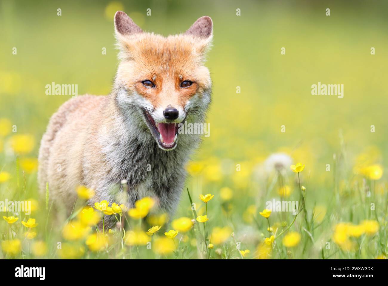 The beauty of the red fox in Italy throughout the seasons Stock Photo ...