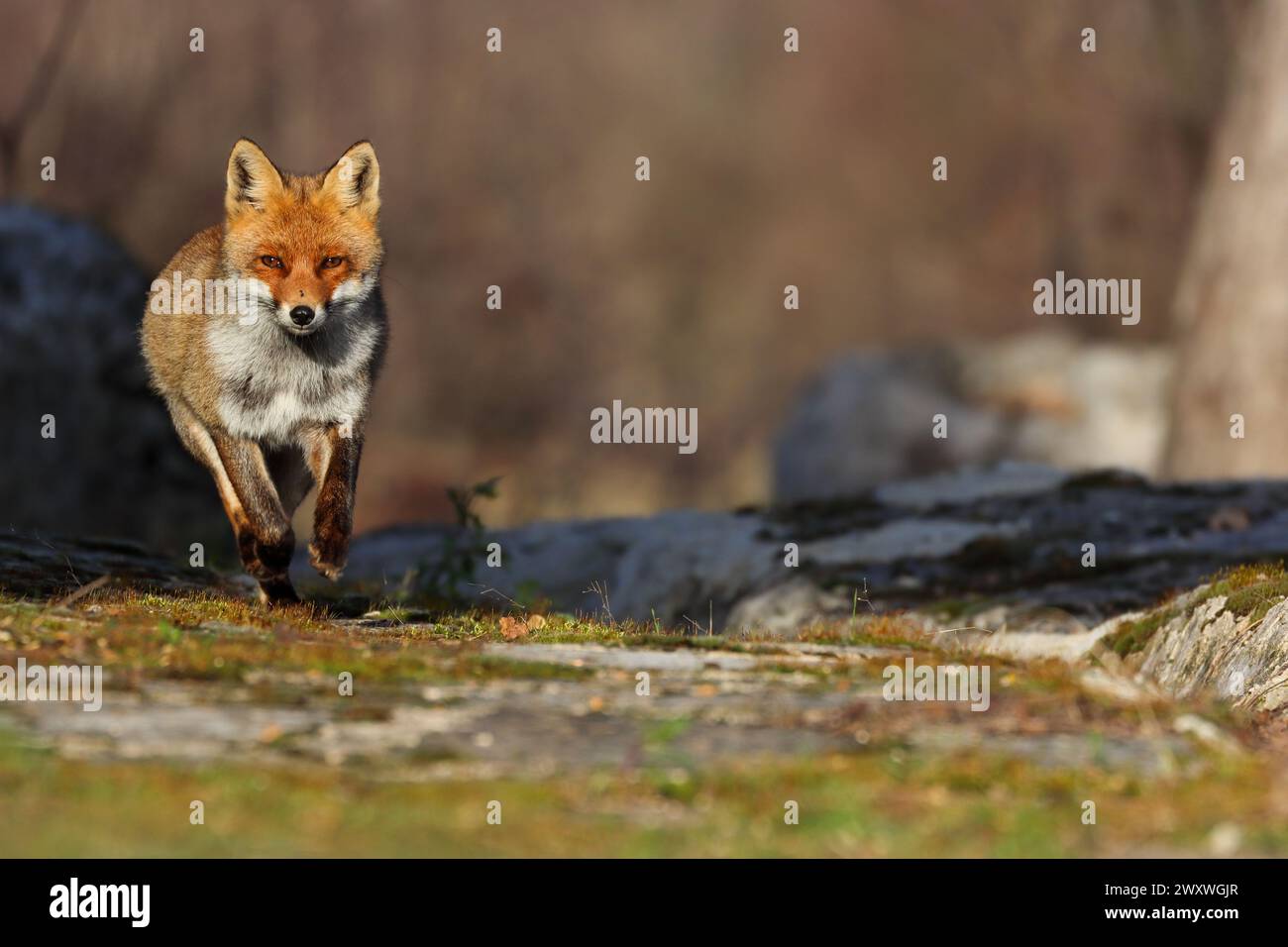 Beauty red fox in hi-res stock photography and images - Alamy