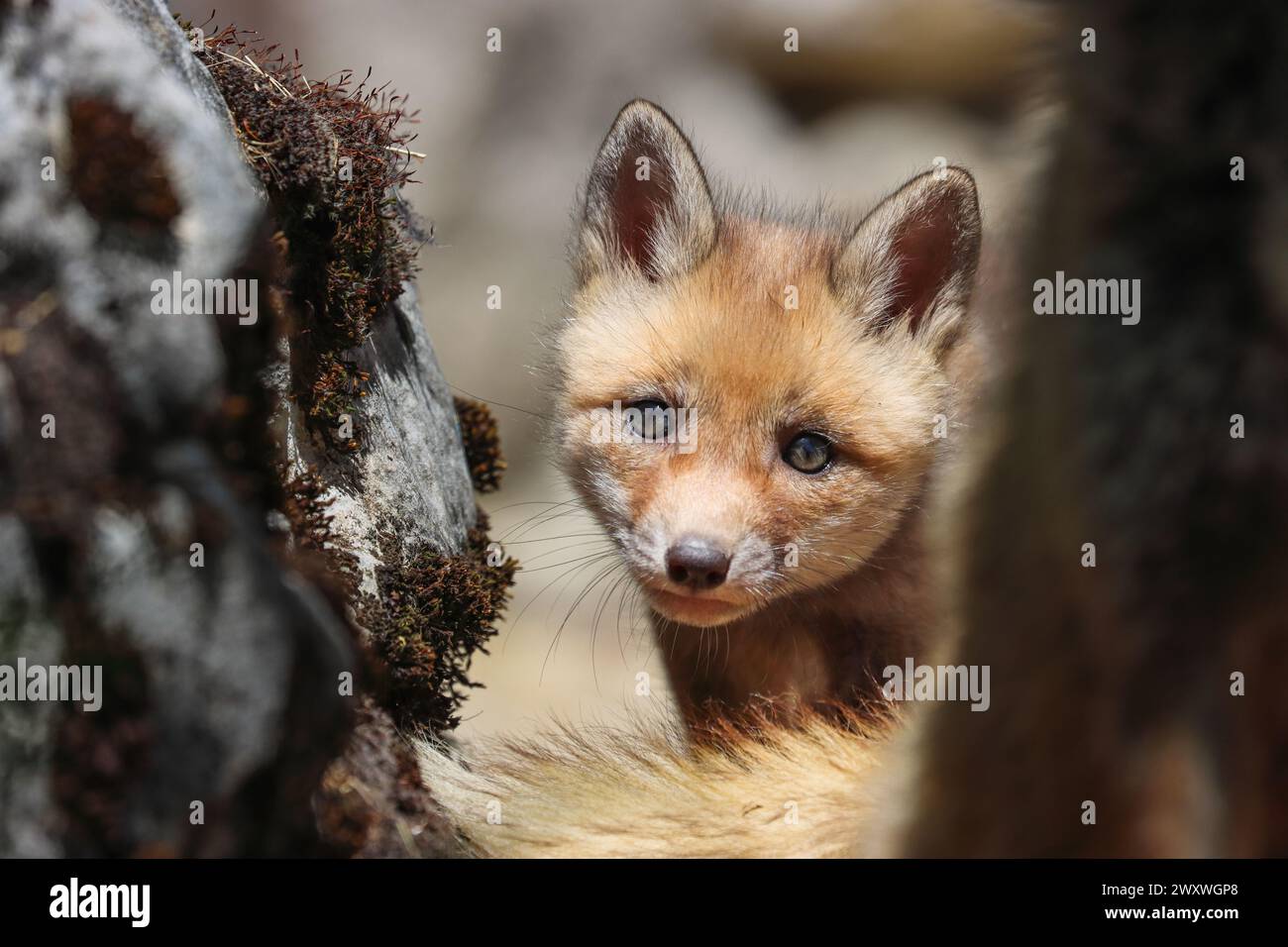 Red fox cubs Stock Photo - Alamy