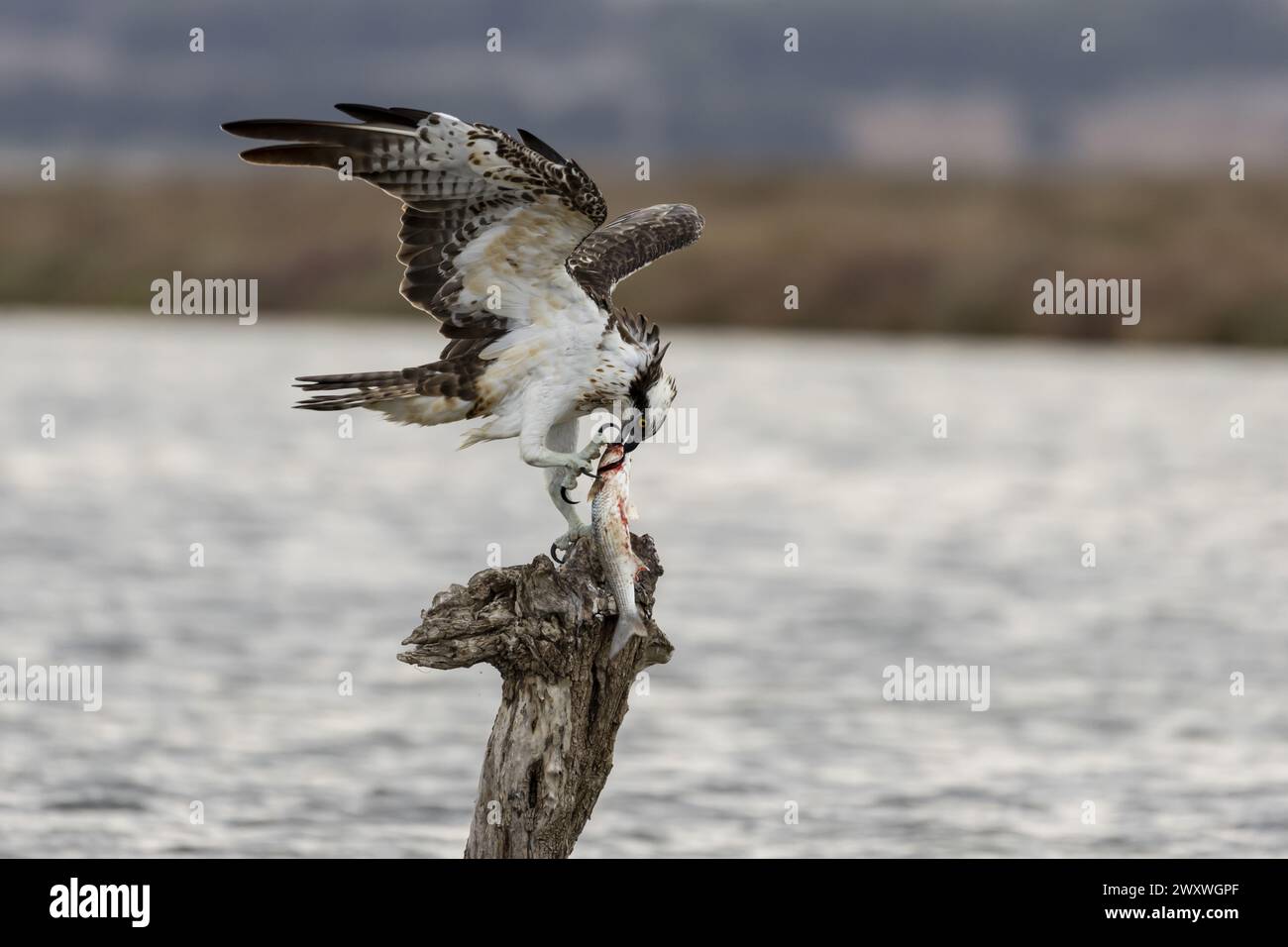 Predator prey ecosystem hi-res stock photography and images - Alamy