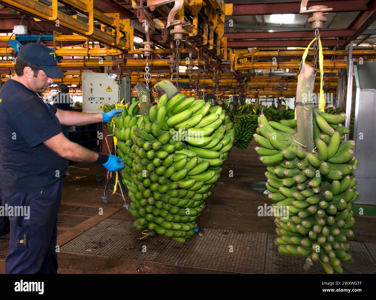 Worker inspecting bunches of bananas for packaging and export Stock ...