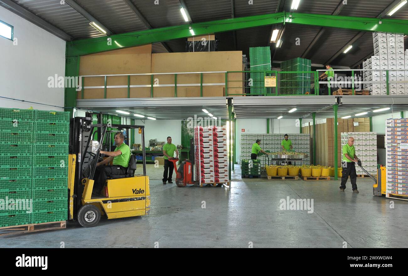 Operators working inside a fruit warehouse for export Stock Photo - Alamy