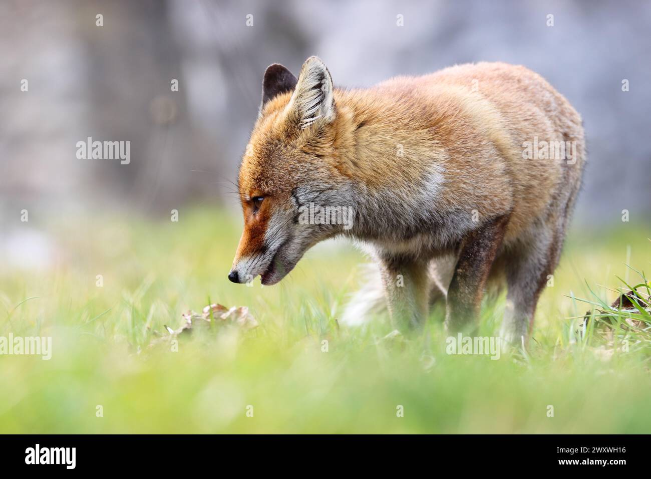 The beauty of the red fox in Italy Stock Photo - Alamy