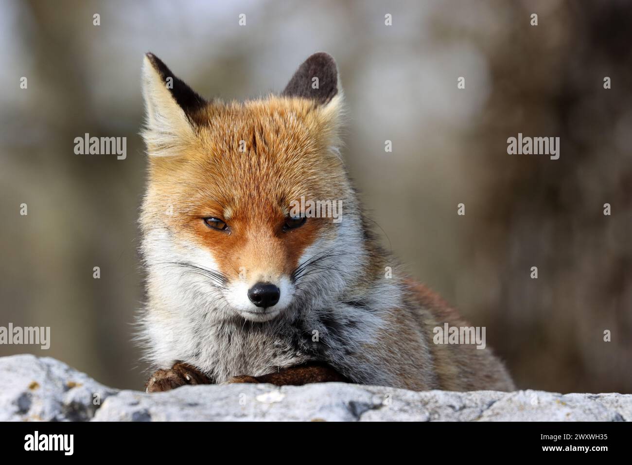 The beauty of the red fox in Italy Stock Photo - Alamy