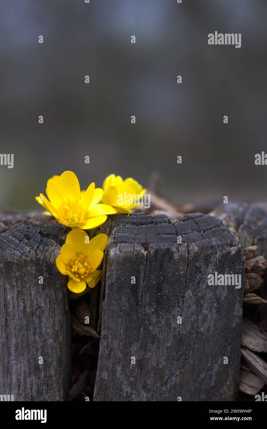 yellow flowers amidst rugged texture of weathered wooden stump ...
