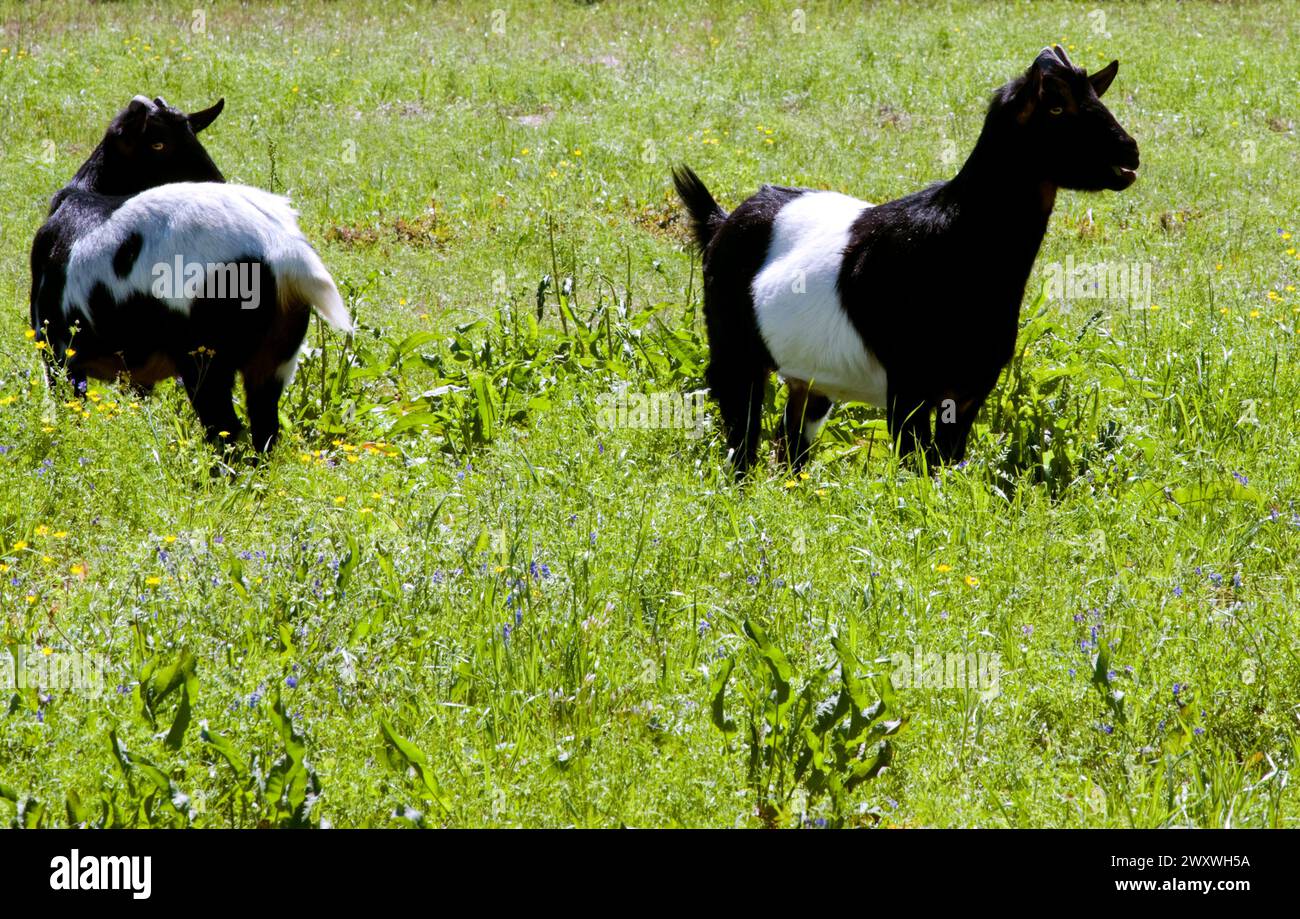 Two black & white goats in a green pasture with Spring flowers, in full ...
