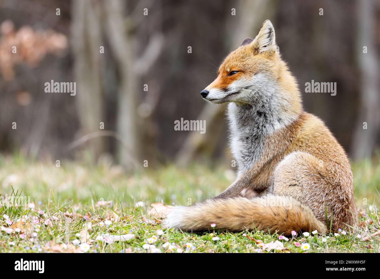 The beauty of the red fox in Italy Stock Photo - Alamy