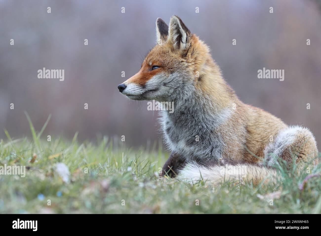 The beauty of the red fox in Italy Stock Photo - Alamy