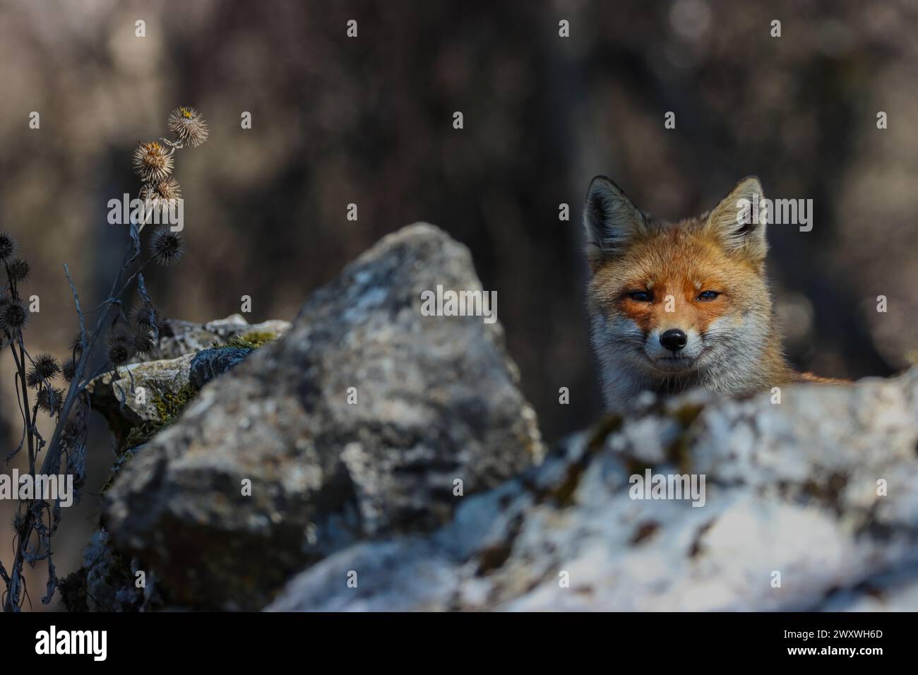 The beauty of the red fox in Italy Stock Photo - Alamy