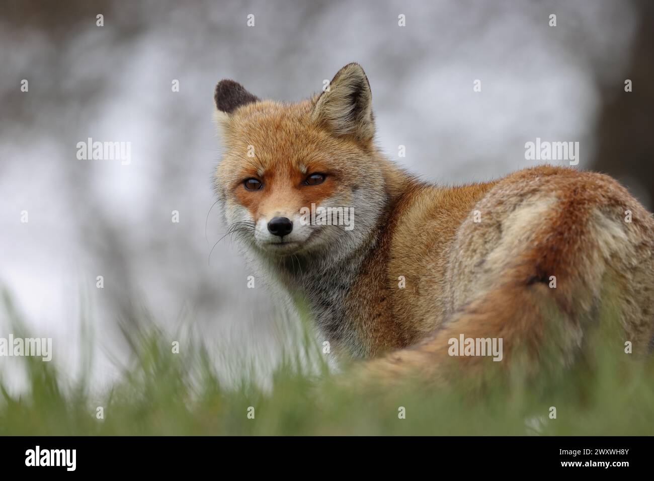 The beauty of the red fox in Italy Stock Photo - Alamy