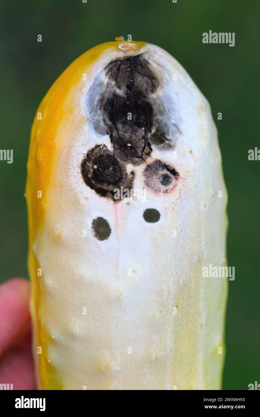 Rotten cucumber on yellow background. Global hunger problem. Over ...