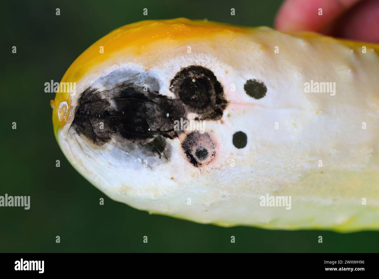 Cucumber rot plant hi-res stock photography and images - Alamy
