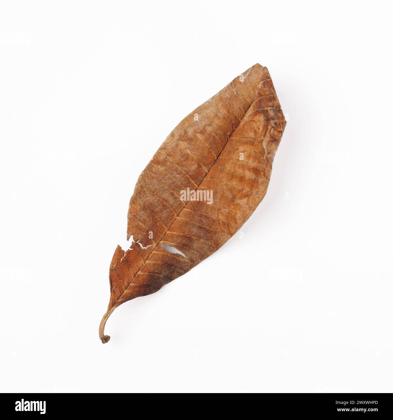Dry leaf isolated on hi-res stock photography and images - Alamy