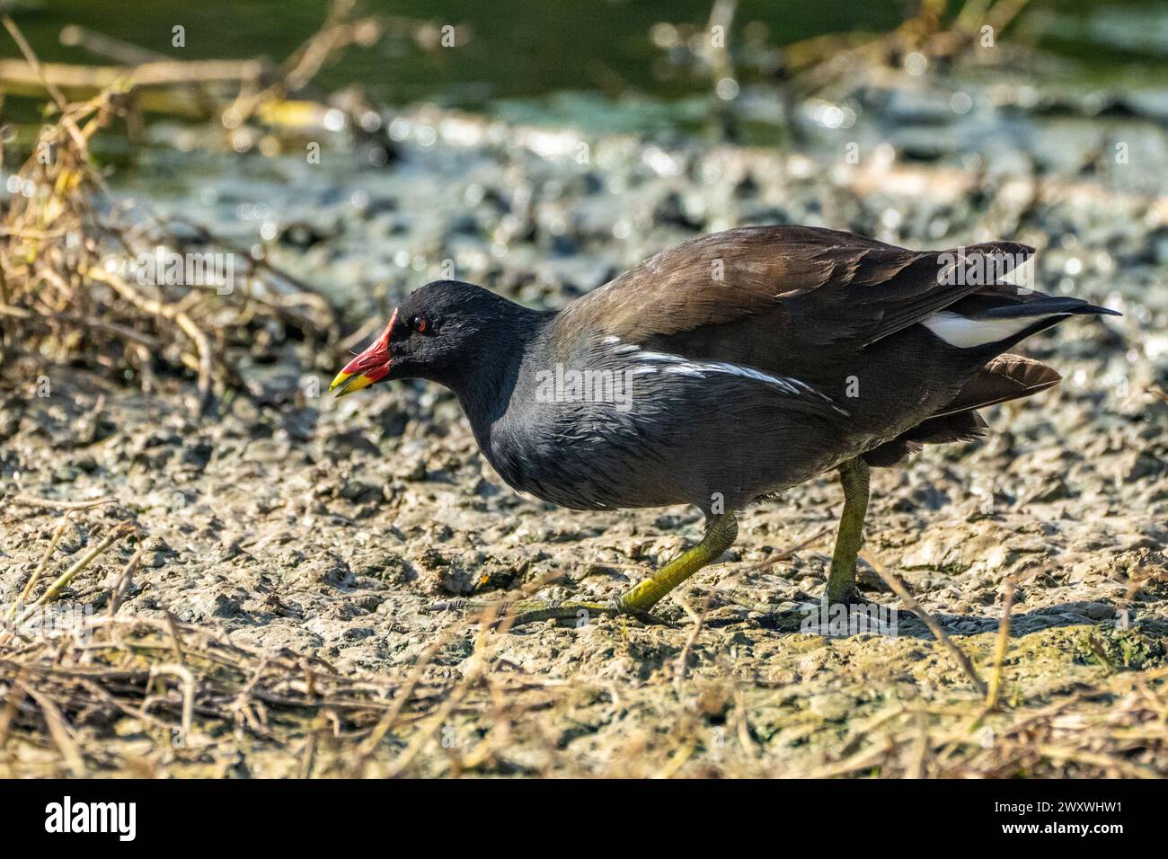 Common Moorhen (Gallinula chloropus), also known as the waterhen or ...