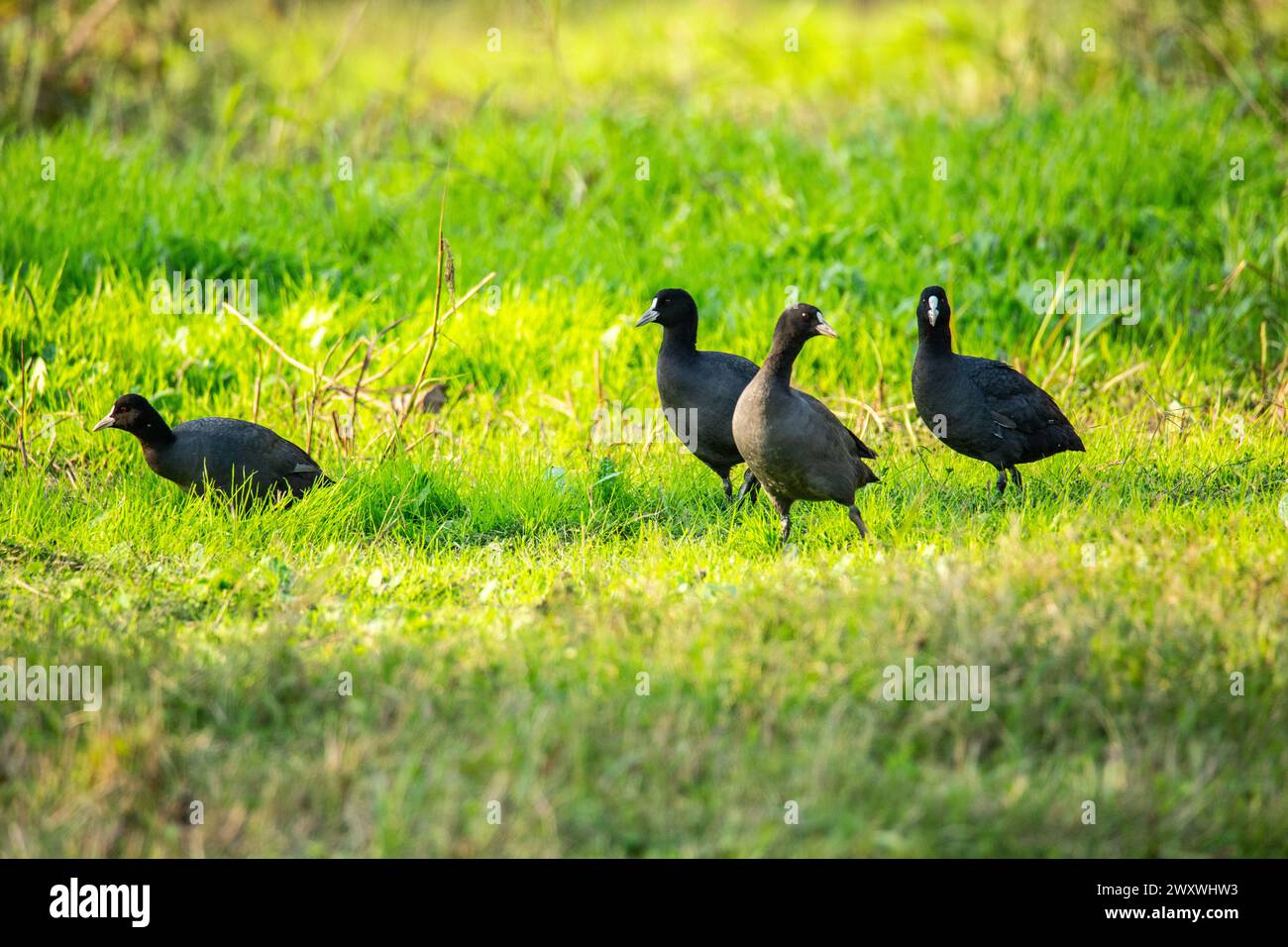 Eurasian coot (Fulica atra), also known as the common coot Stock Photo ...