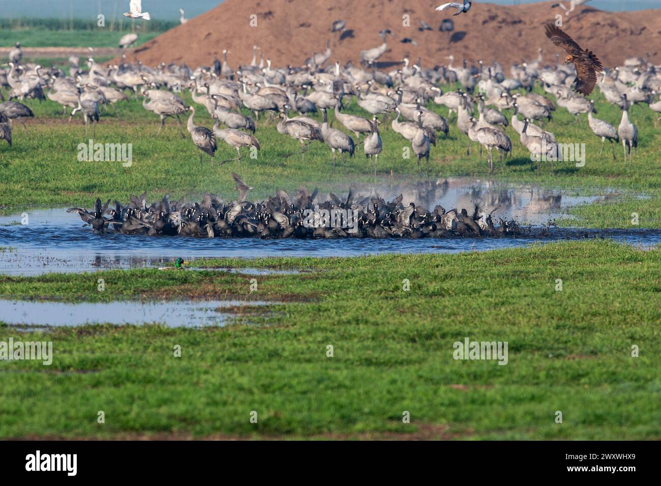 Eurasian coot (Fulica atra), also known as the common coot Stock Photo ...