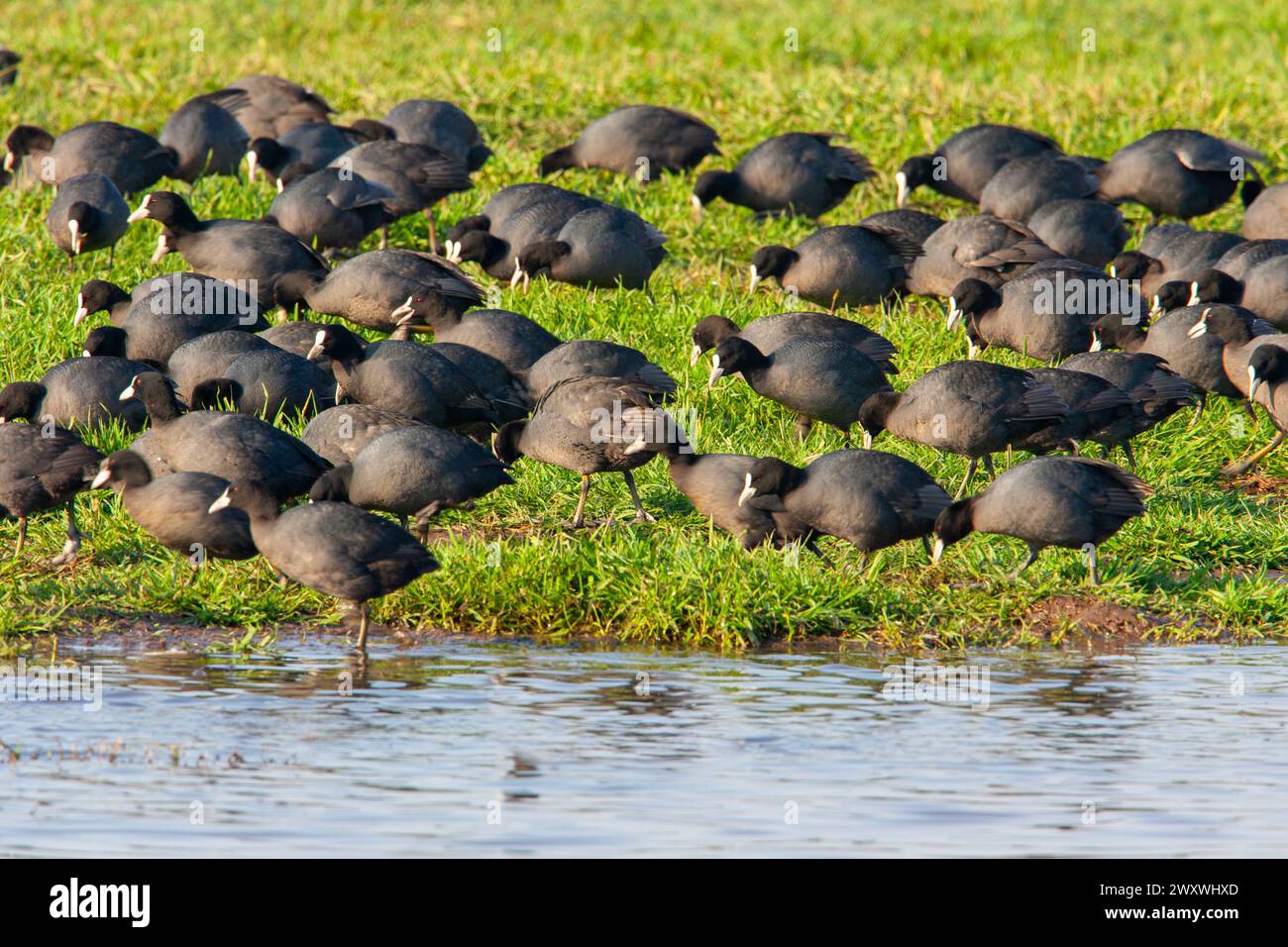 Eurasian coot (Fulica atra), also known as the common coot Stock Photo ...