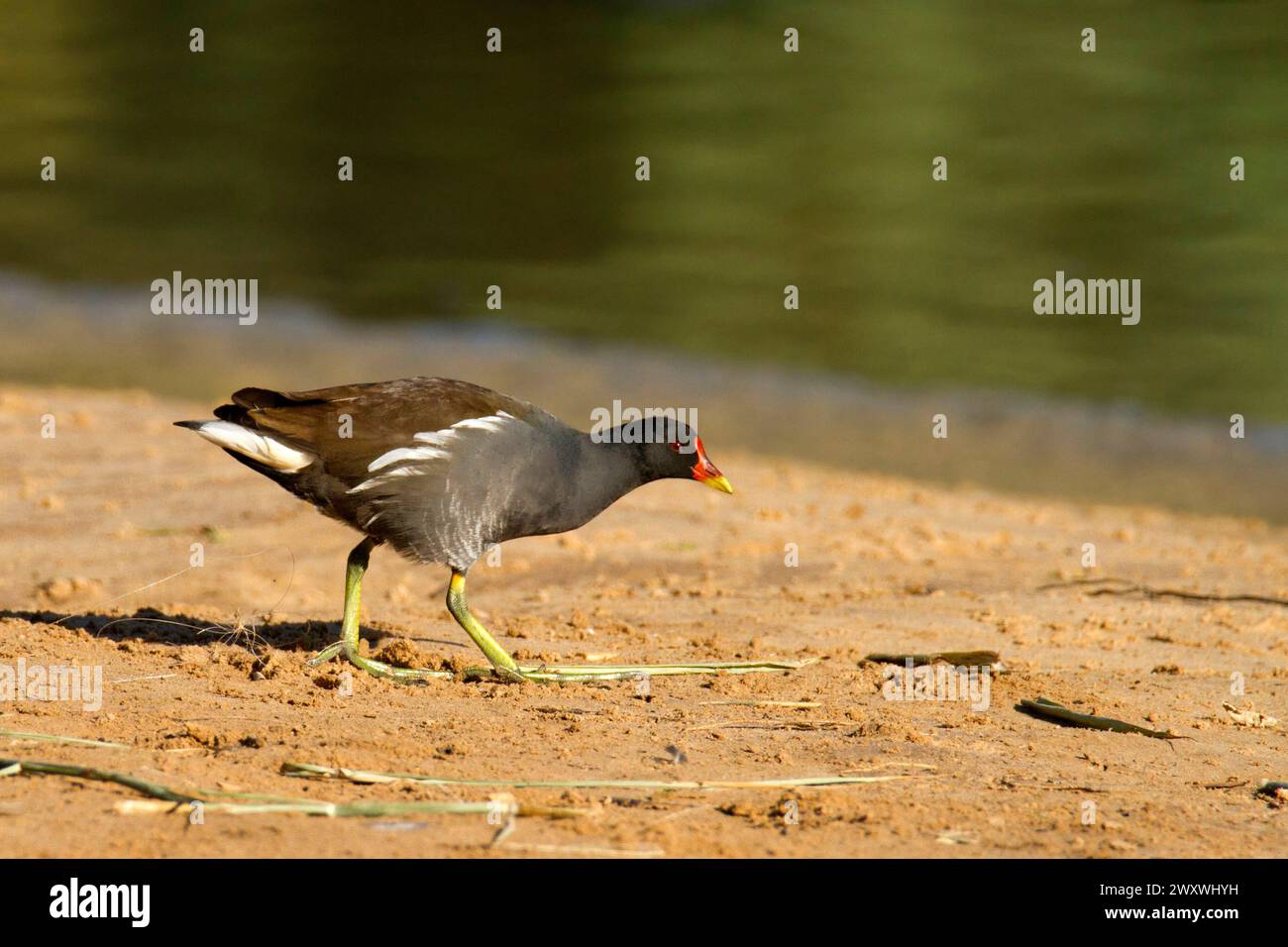 Common Moorhen (Gallinula chloropus), also known as the waterhen or ...