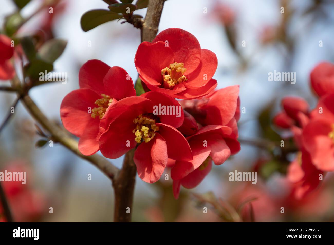 Japanese quince blossoms flowering quince shrub flower hi-res stock ...