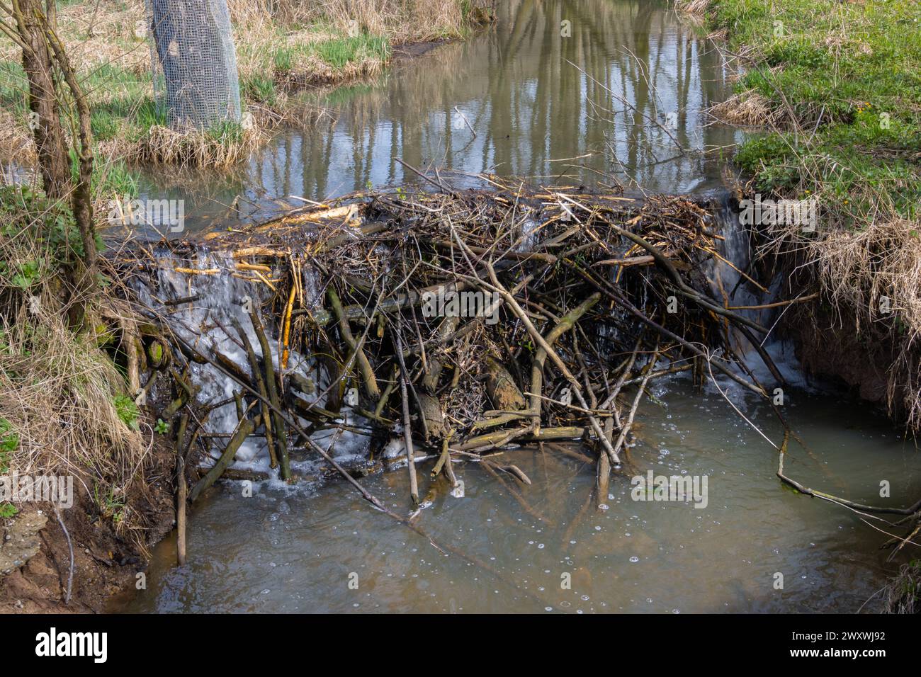 Brook beaver dam forest hi-res stock photography and images - Alamy