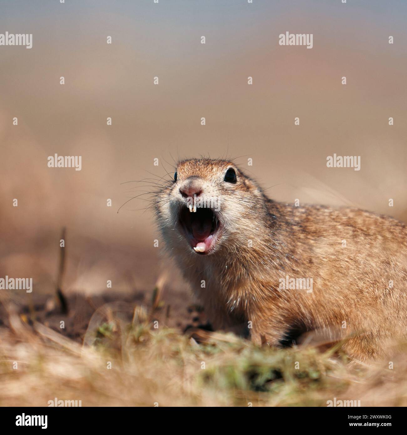 Portrait of a funny gopher, little ground squirrel or little suslik ...