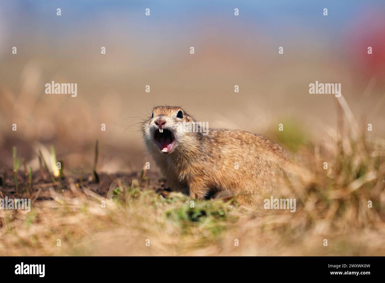 Portrait of a funny gopher, little ground squirrel or little suslik ...