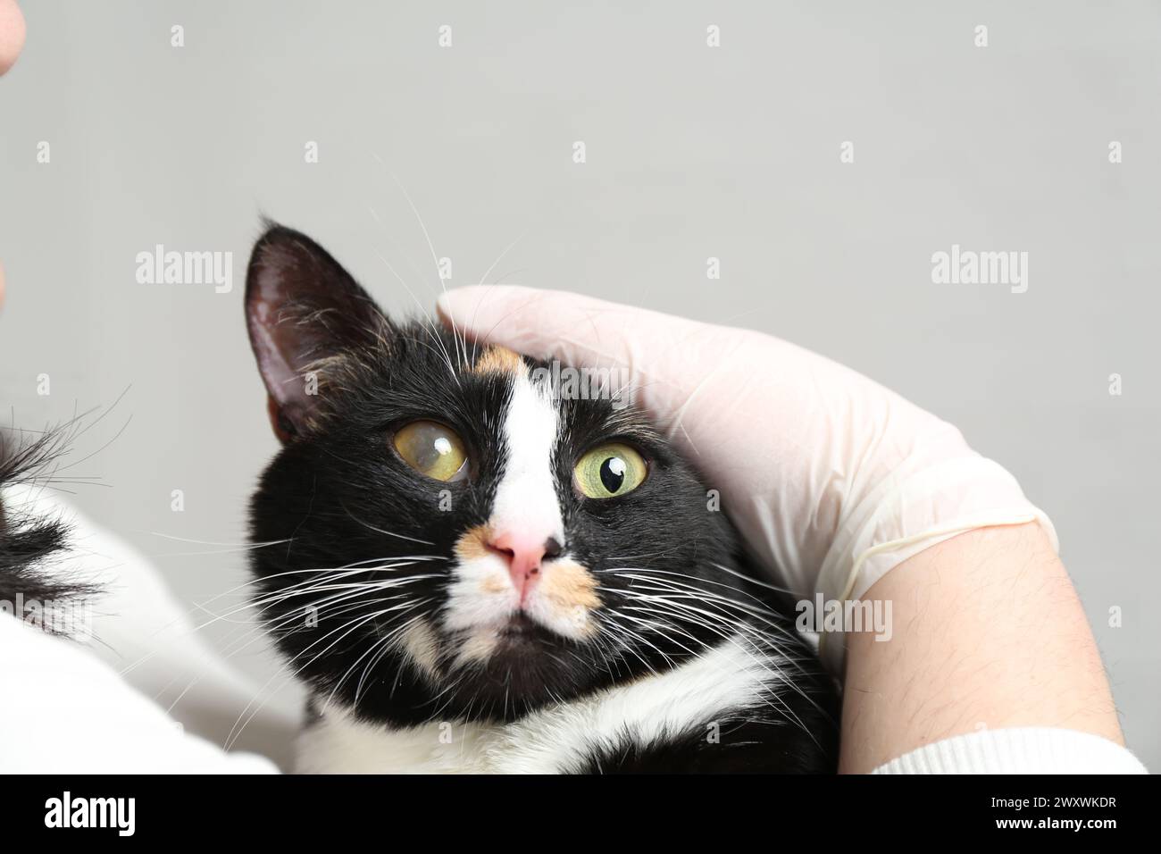 Veterinarian examining cute cat with corneal opacity on blurred ...