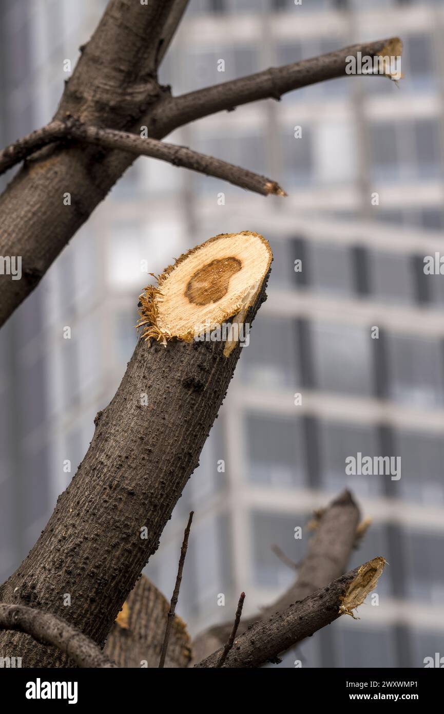 Urban ecology hi-res stock photography and images - Alamy