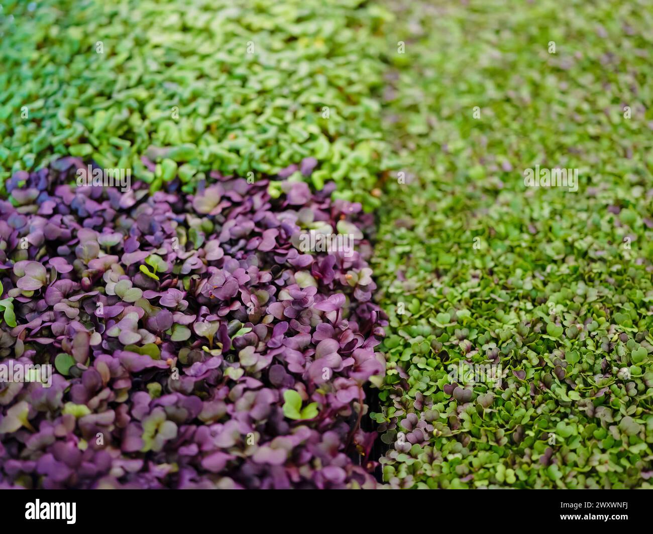 Different types of microgreens close-up top view. Eco vegan healthy ...