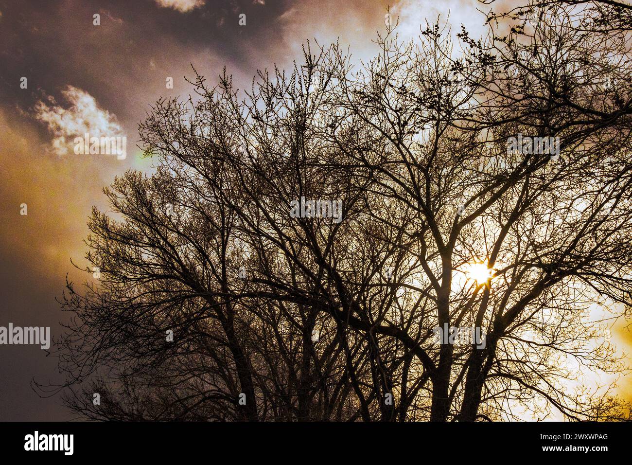 Soft light through tree branches hi-res stock photography and images ...