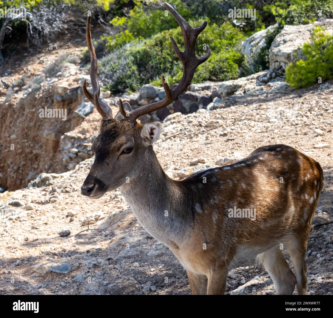 Portrait of a female deer Stock Photo - Alamy