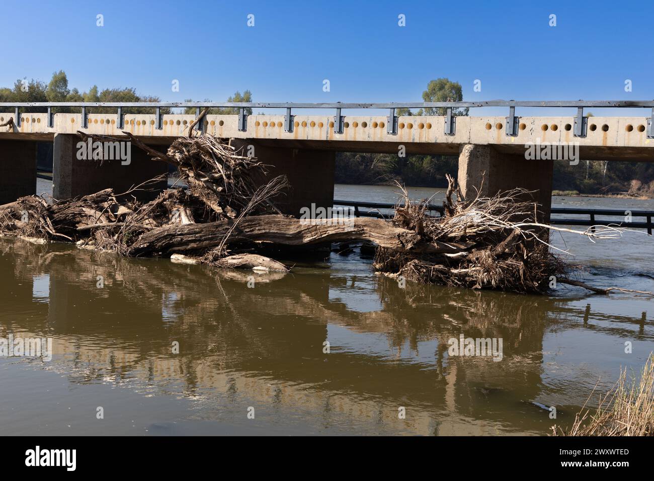 Close up on large tree stumps stuck against a low lying concrete bridge ...