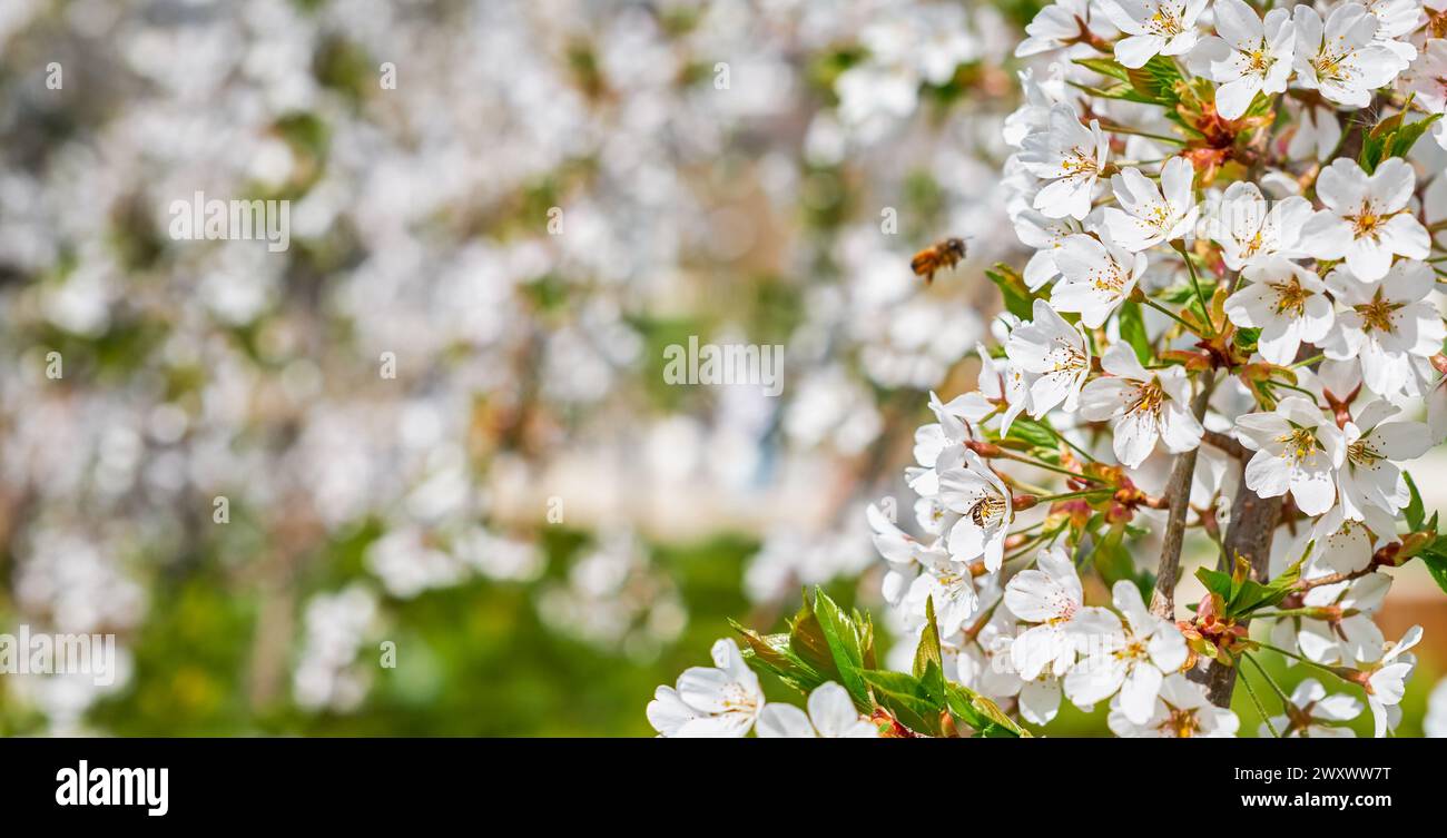 Blooming apple orchard and bees collecting nectar, blurred background ...