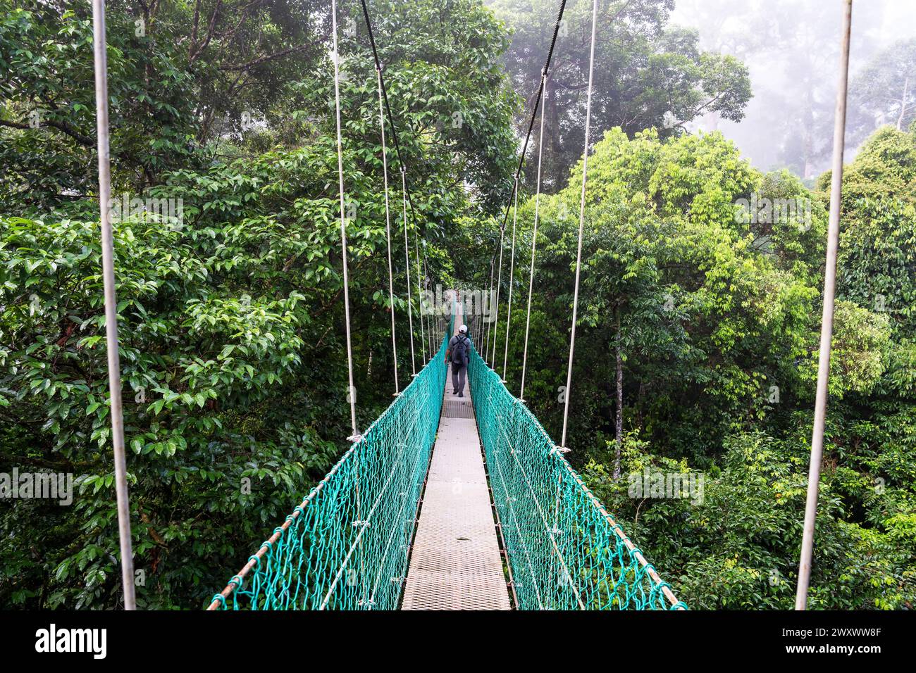 Man walking at suspension bridge in tree top canopy walkway in Danum ...