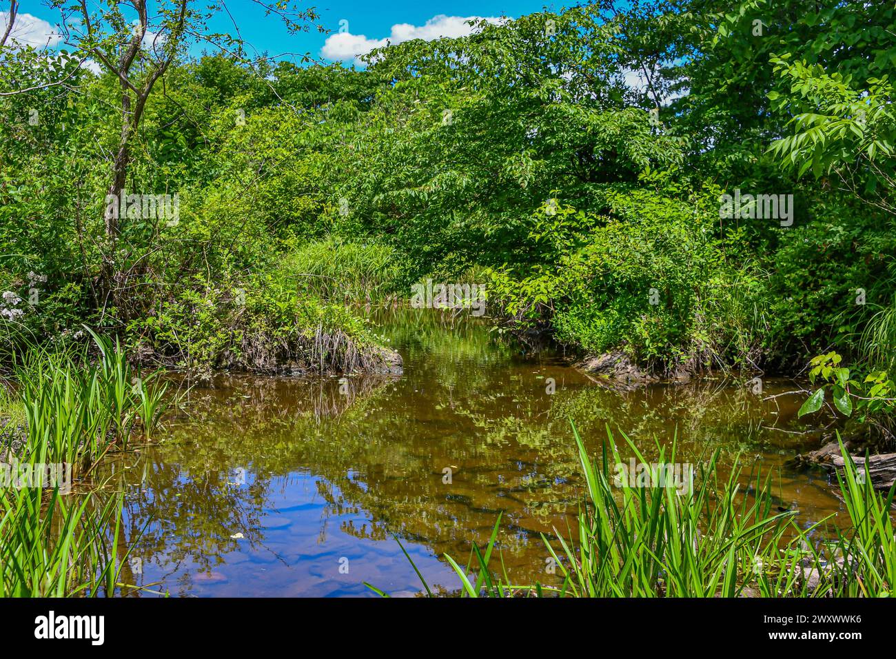 Plum Run on a Beautiful June Afternoon, Gettysburg Pennsylvania USA ...