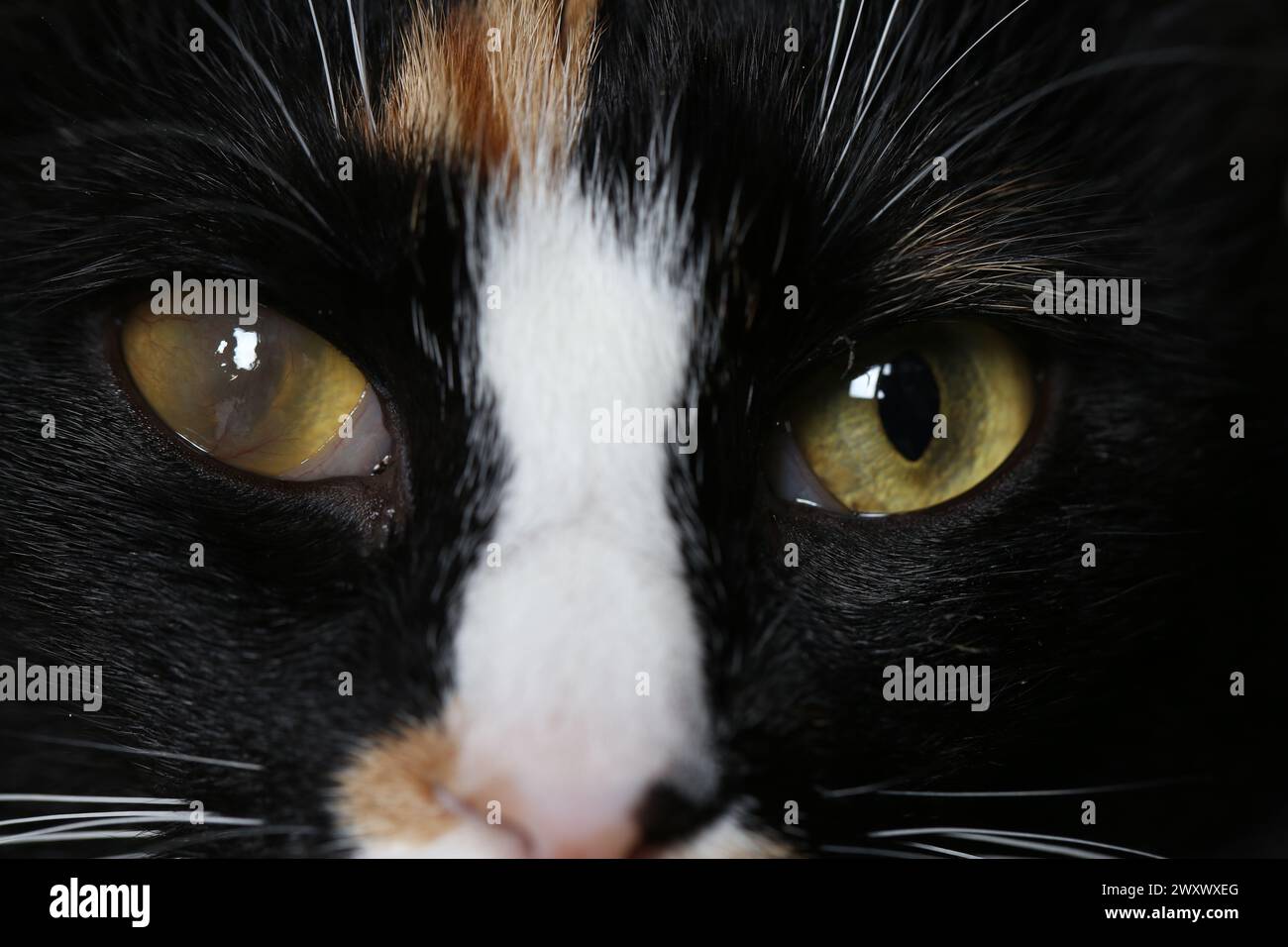 Cute cat with corneal opacity in eye, closeup Stock Photo - Alamy