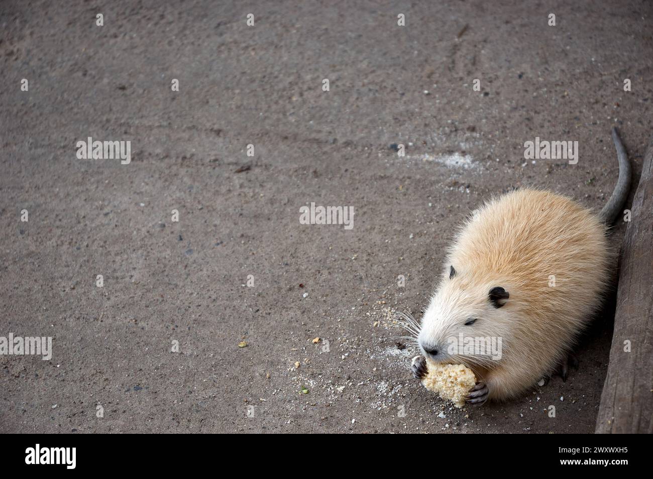 group of muskrats eating fresh fruits and sald Stock Photo - Alamy