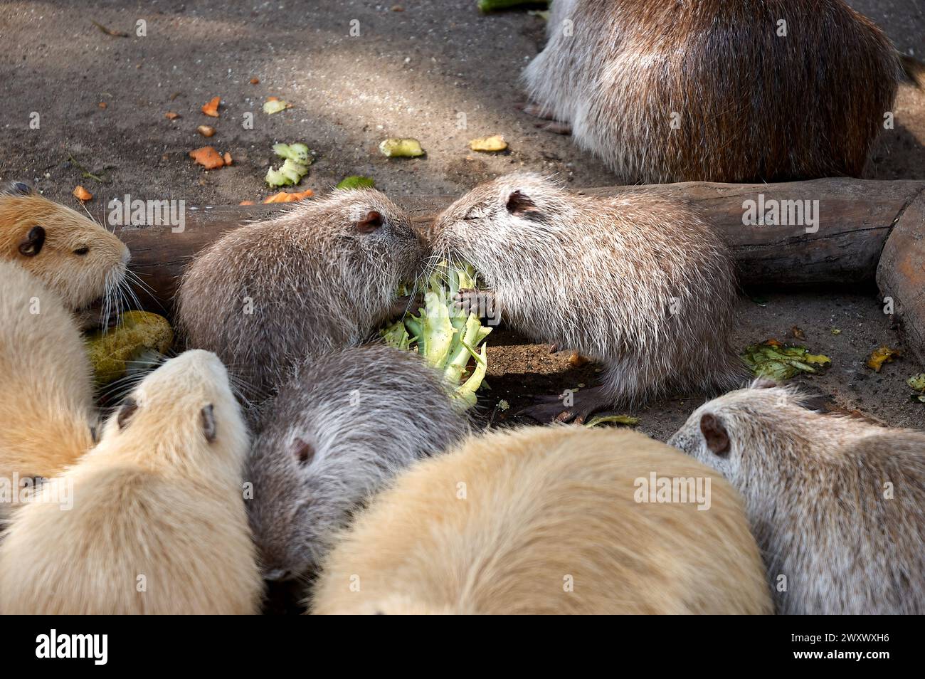 group of muskrats eating fresh fruits and sald Stock Photo - Alamy